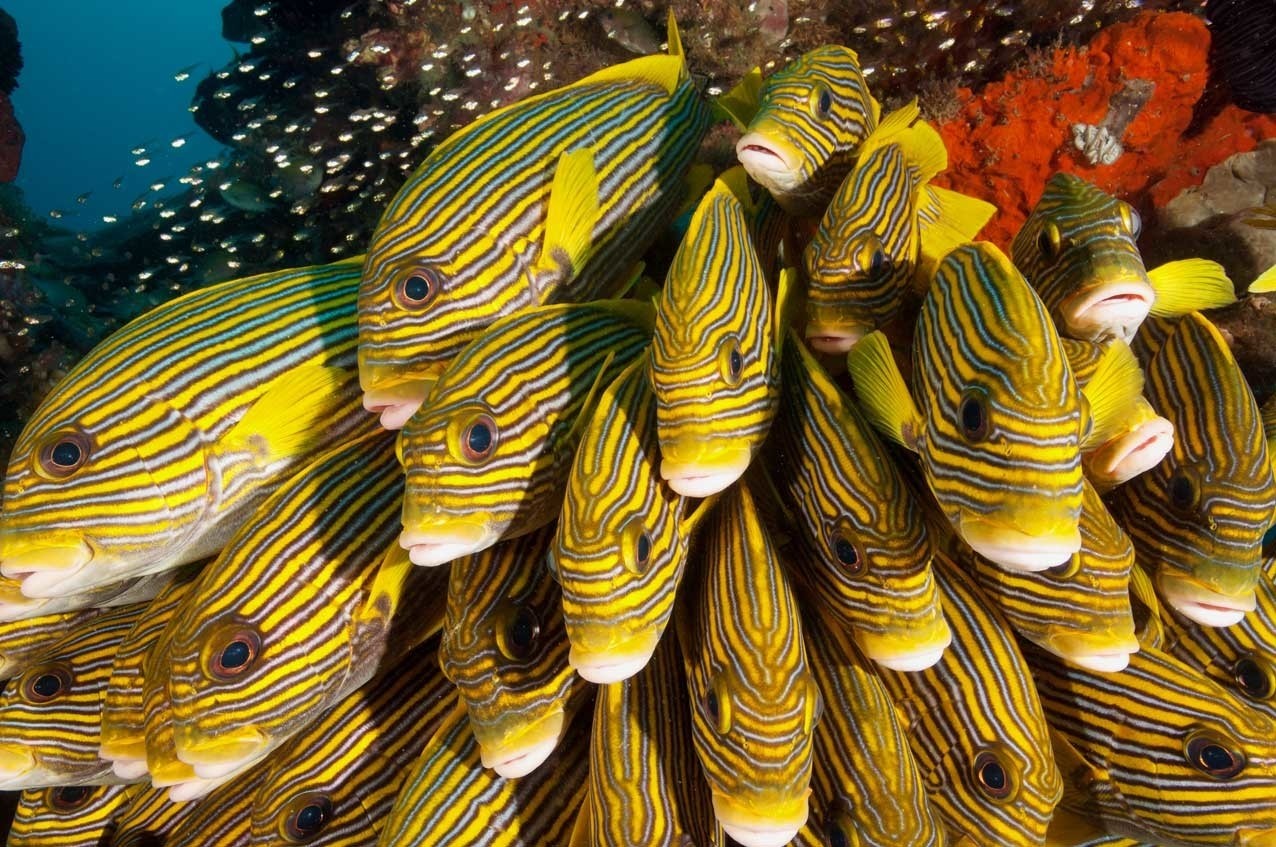 LAMIMA Yacht Charter Details, Haji Baso | CHARTERWORLD Luxury Superyachts